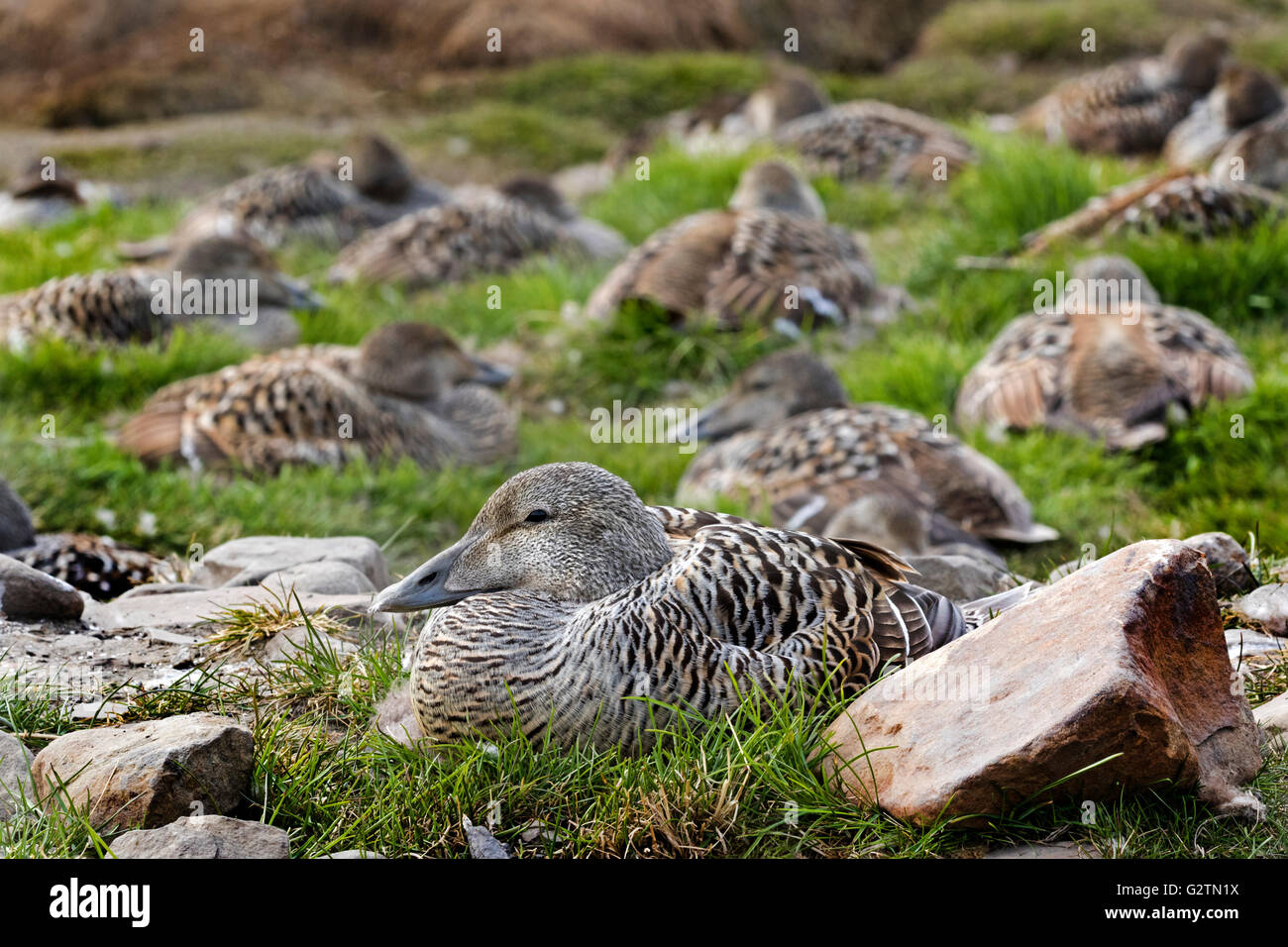 Brooding female hi-res stock photography and images - Alamy