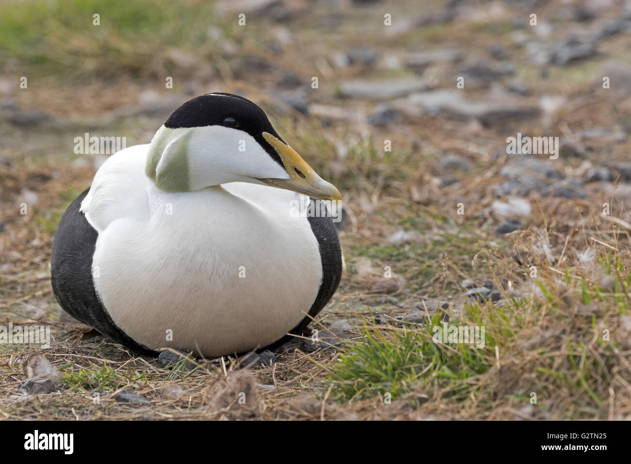 Adult male eider hi-res stock photography and images - Alamy