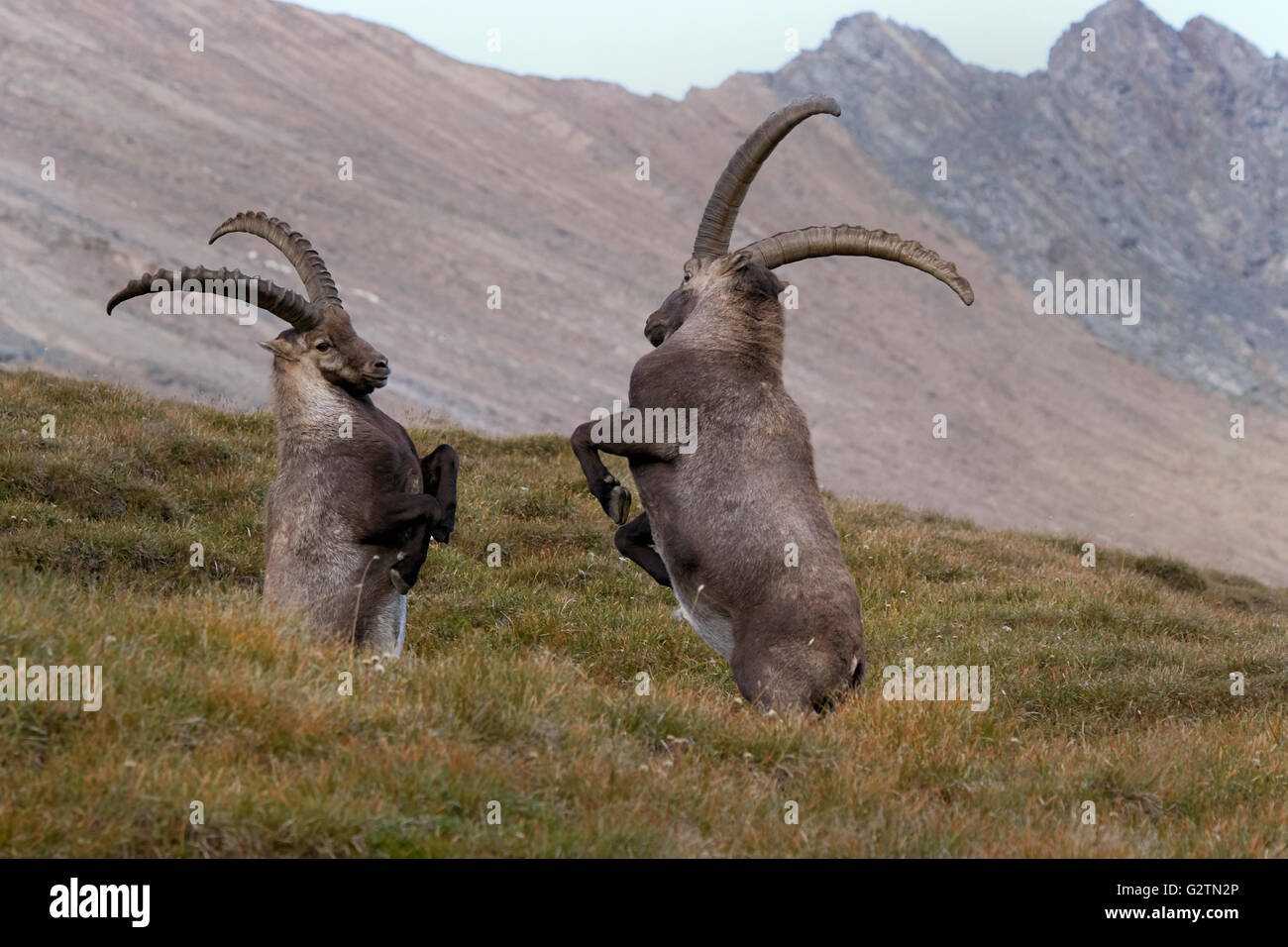 Fighting Alpine Ibex (Capra ibex), High Tauern National Park, Carinthia ...