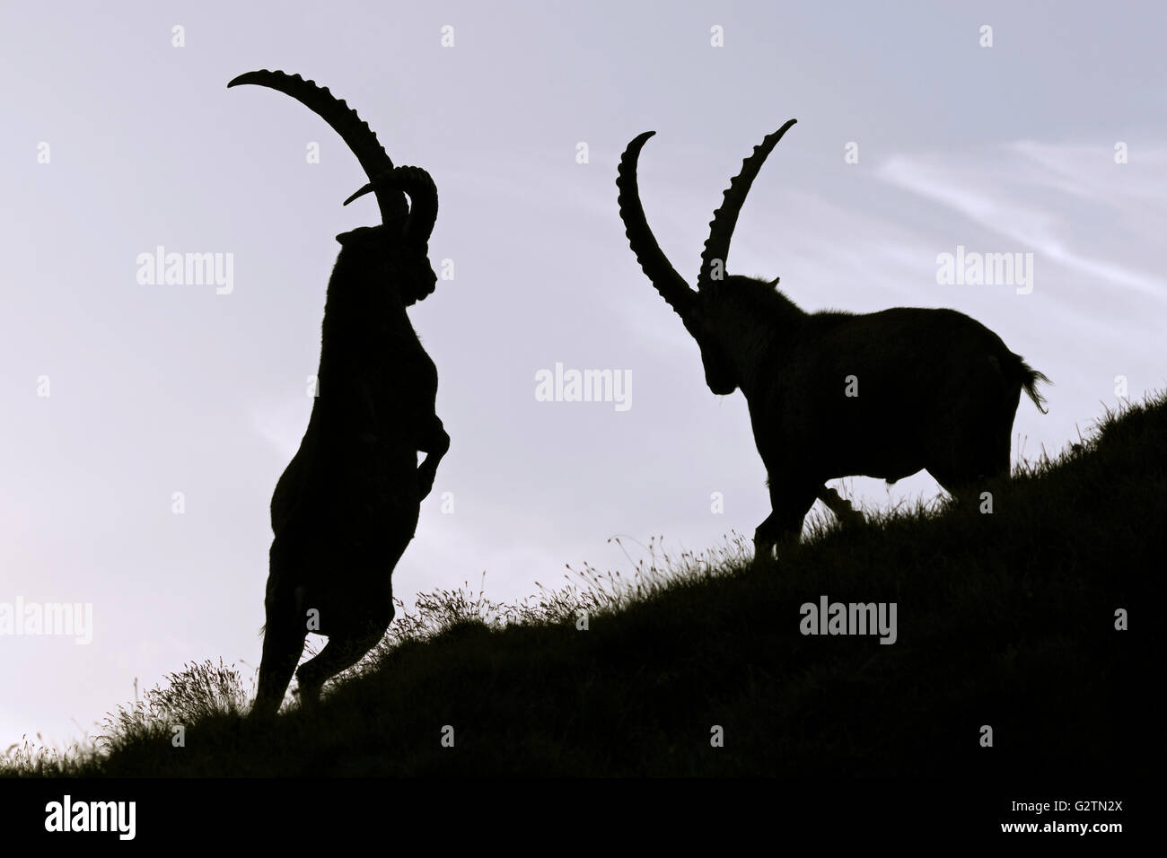 Male ibex battle hi-res stock photography and images - Alamy