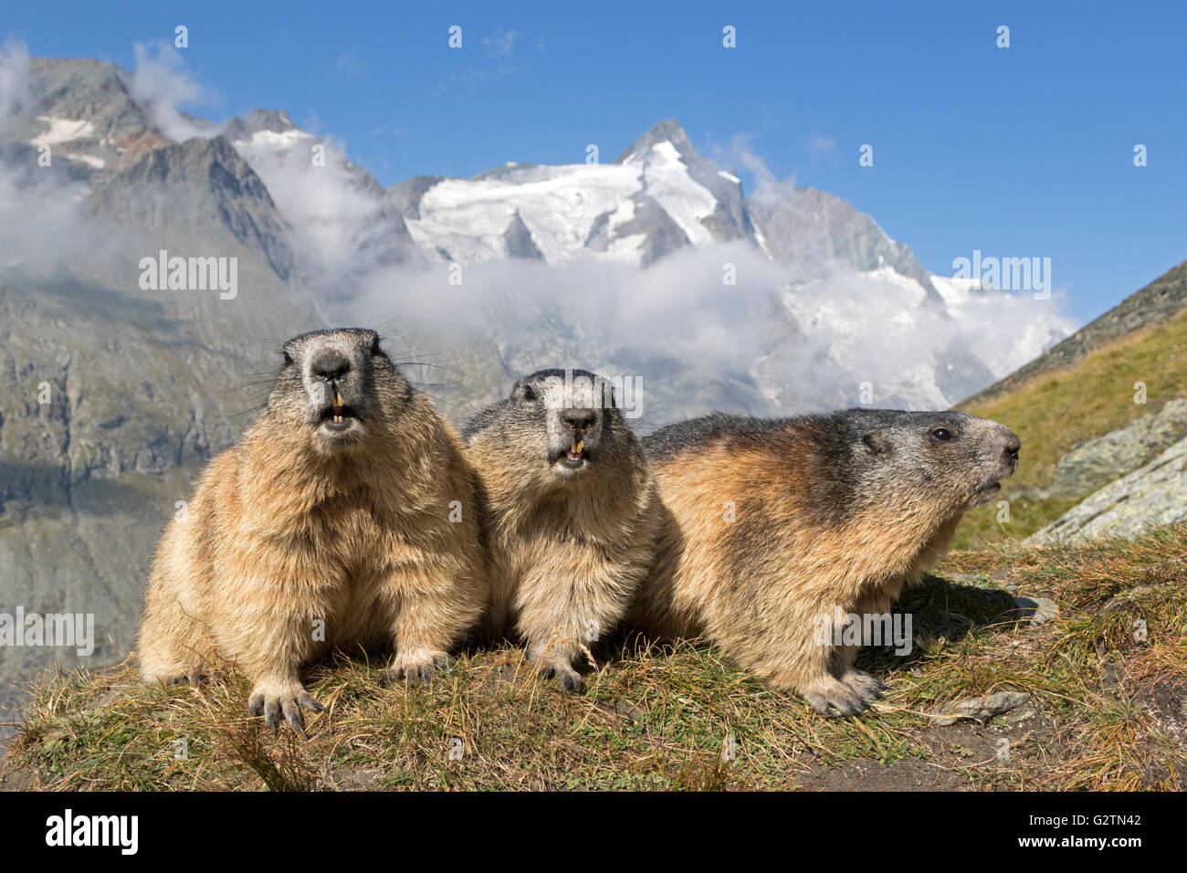 Alpine marmot (Marmota marmota), group in front of Grossglockner, High ...