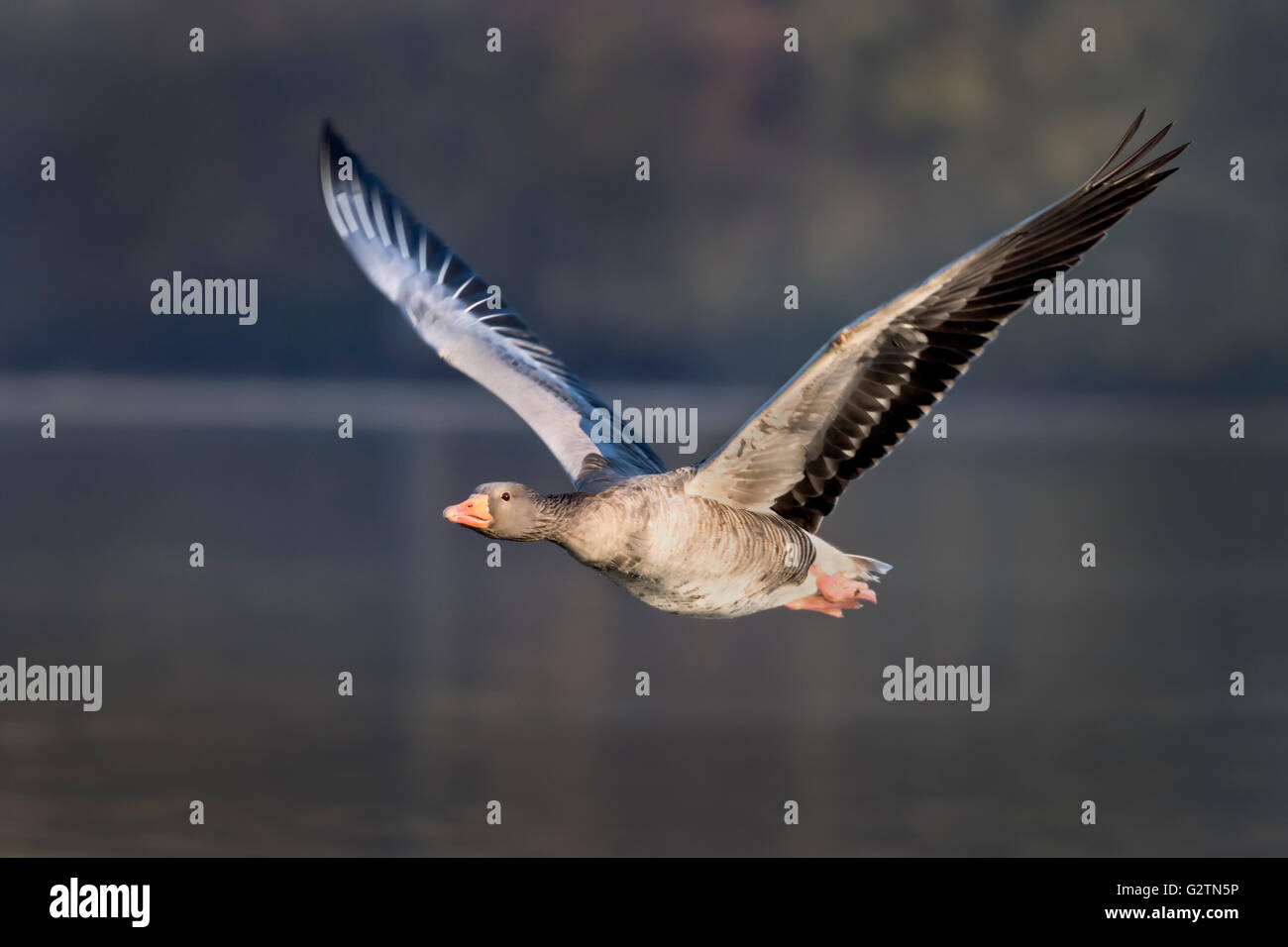 Greylag Goose (Anser anser) flying, Hamburg, Germany Stock Photo - Alamy