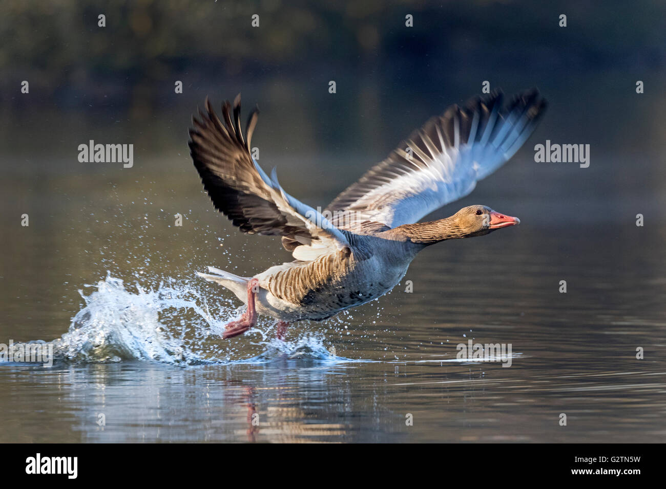 Greylag Goose (Anser anser) starting in water, Hamburg, Germany Stock ...