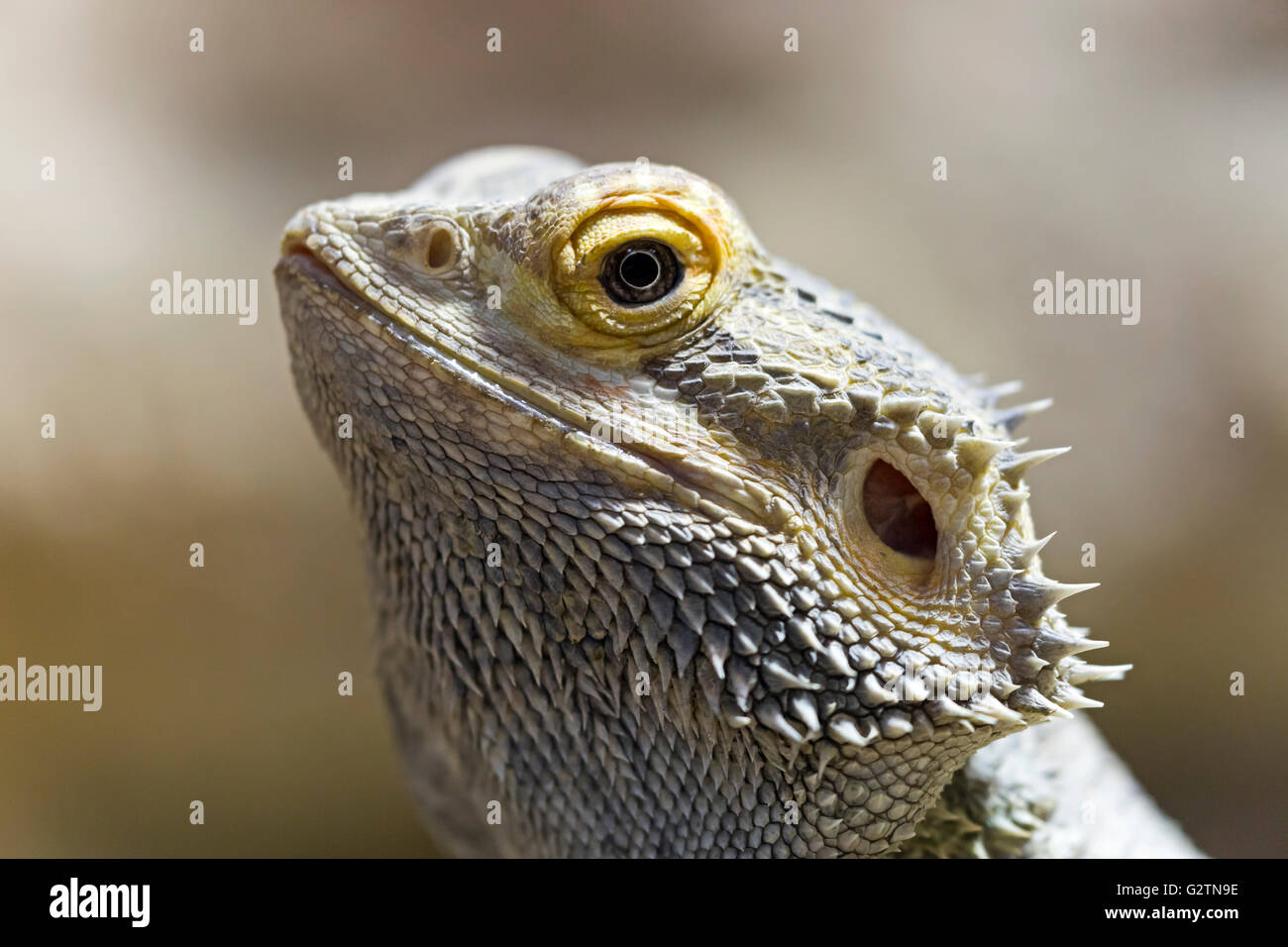 Central bearded dragon (Pogona vitticeps), captive, Germany Stock Photo ...
