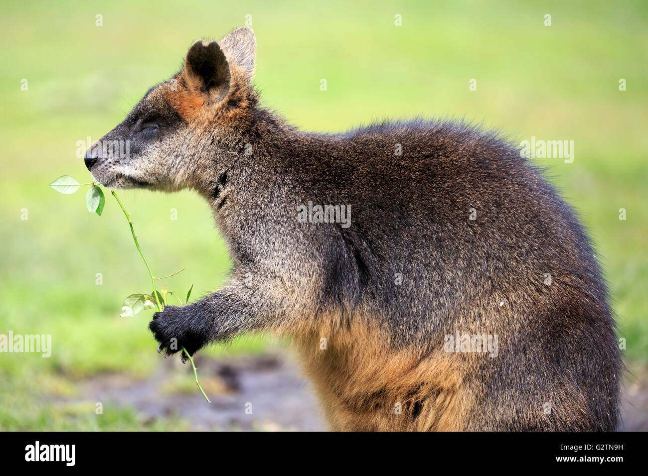 Wallaby feeding hi-res stock photography and images - Alamy