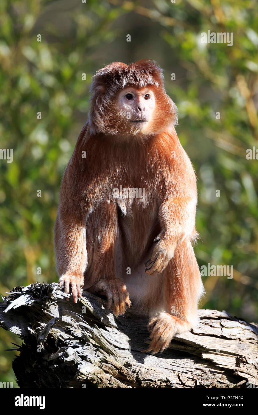 Javan Lutung (Trachypithecus auratus) sitting on tree trunk, captive ...