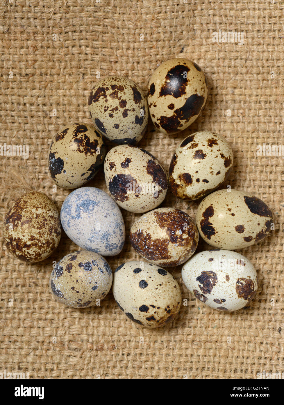 Quail (Callipepla sp.) eggs Stock Photo - Alamy