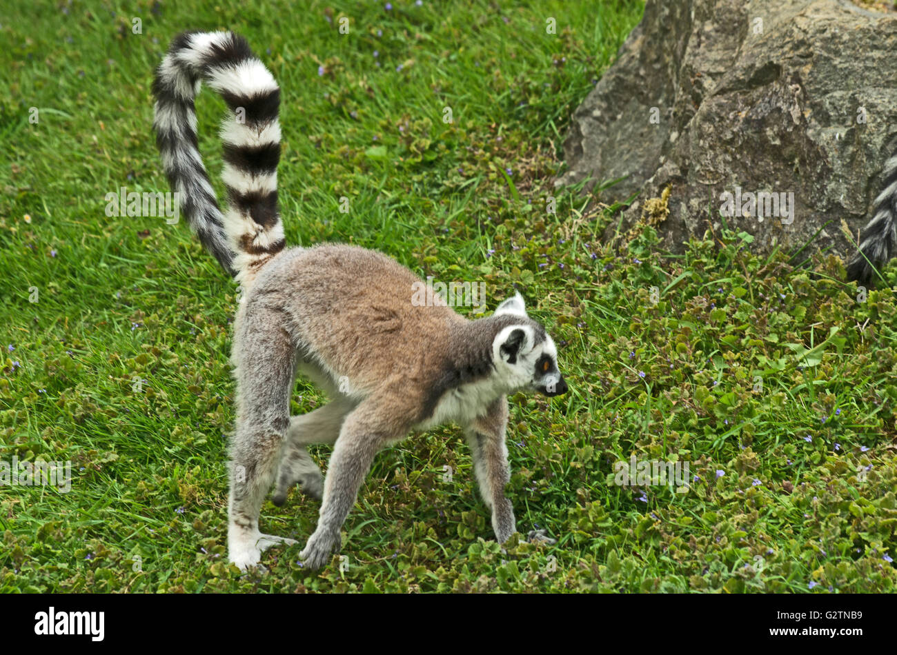 RING-TAILED LEMUR, Madagascar Stock Photo - Alamy