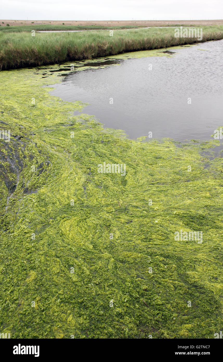 Algae bloom hi-res stock photography and images - Alamy