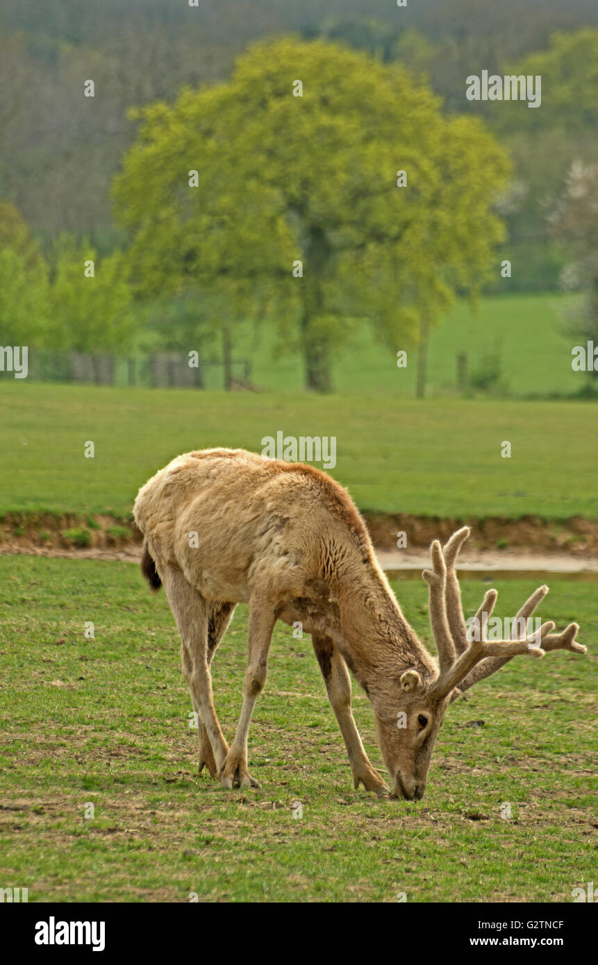 Pere David’s Deer Elaphurus Davidianus China Stock Photo - Alamy