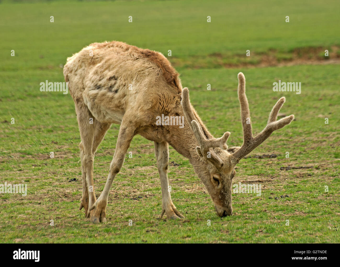 Pere David’s Deer, Elaphurus Davidianus, China Stock Photo - Alamy