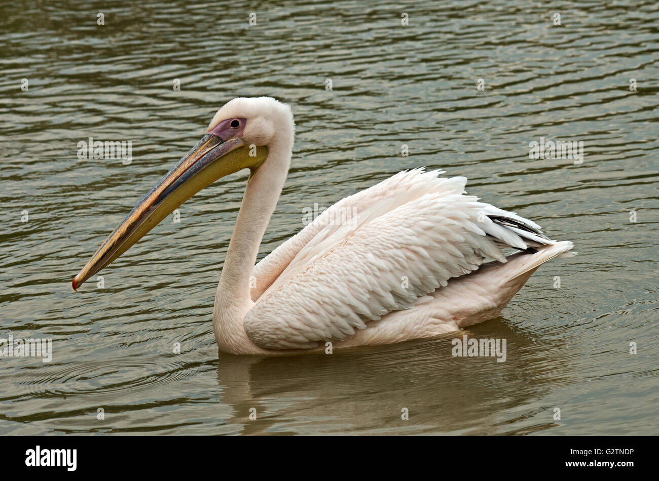 White Pelican Pelecanus Onocrotalus Stock Photo - Alamy