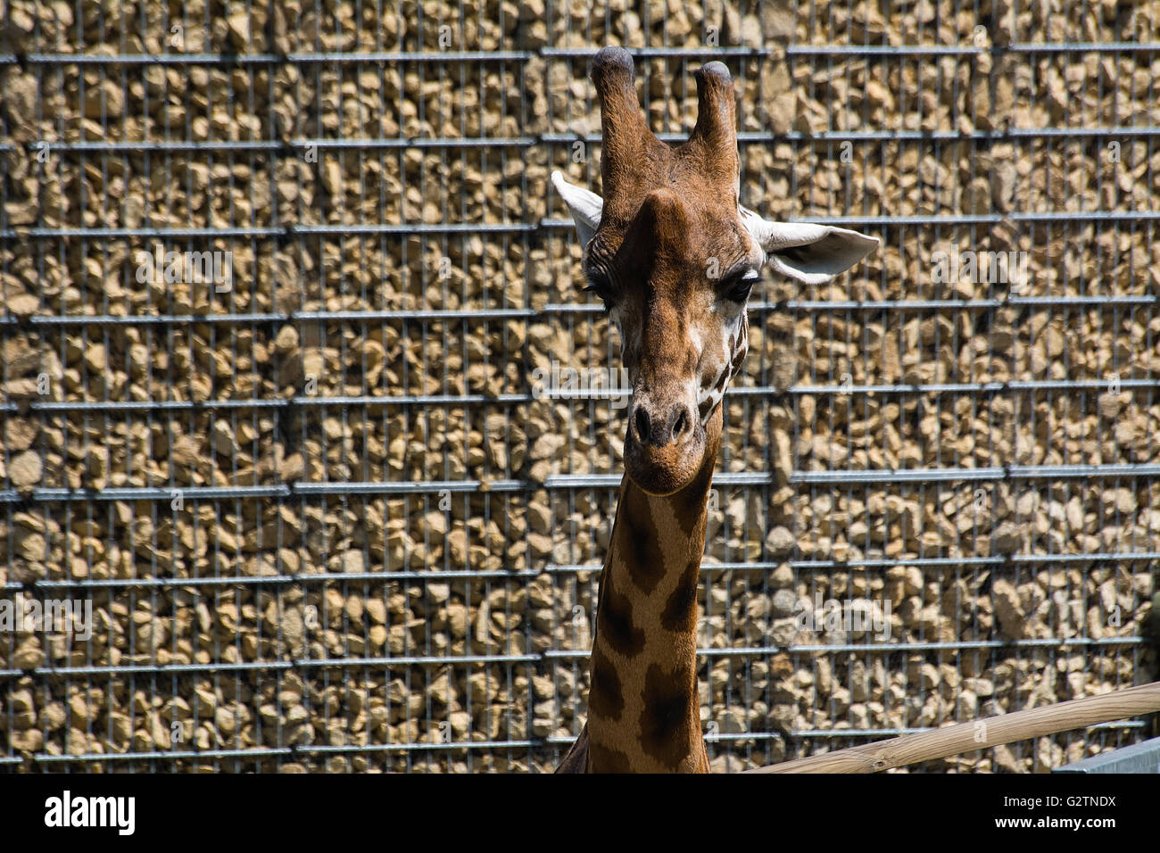 Giraffe in the zoo (Krakow, Poland Stock Photo - Alamy
