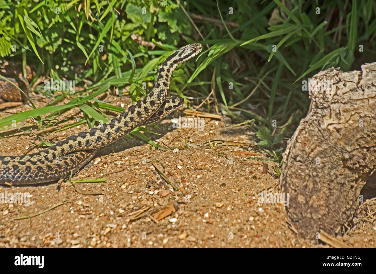 Adder Snake, Vipera Berus Venomous Stock Photo - Alamy