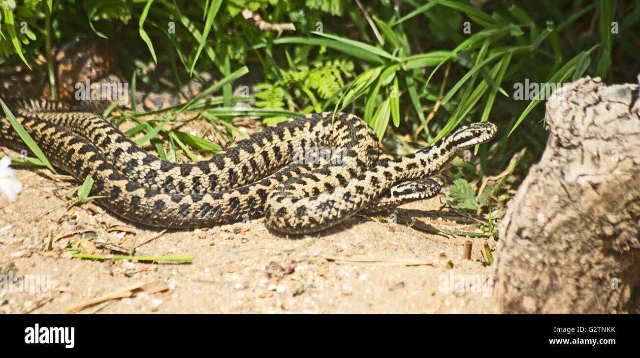 Adder Snake, Vipera Berus Venomous Stock Photo - Alamy
