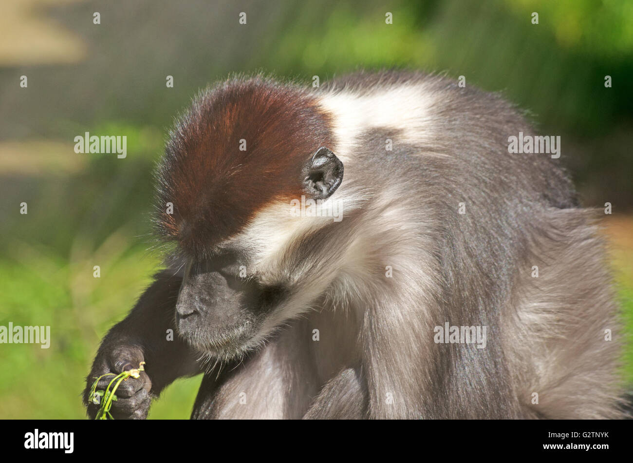 Mangabey hi-res stock photography and images - Alamy