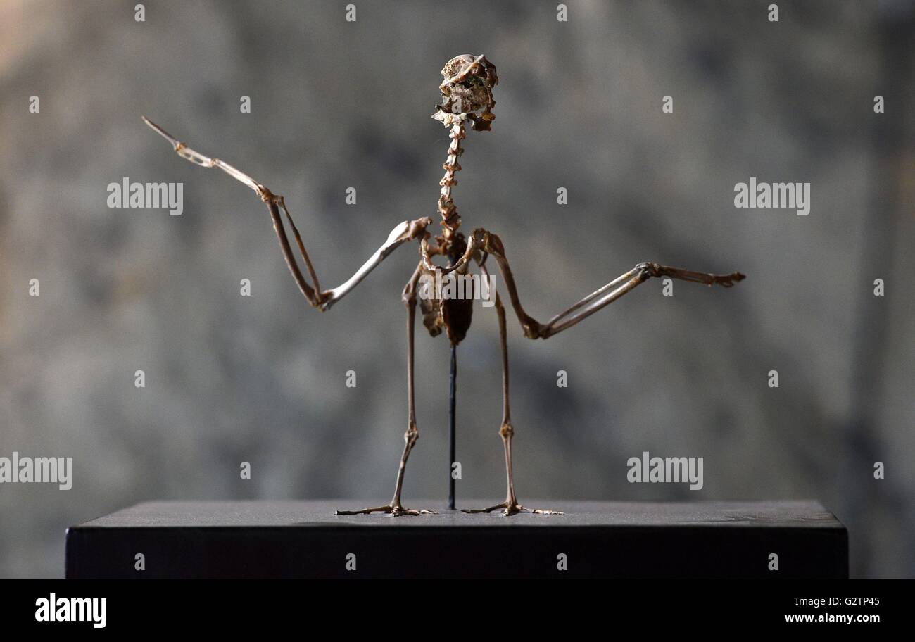 Fossilised bird hi-res stock photography and images - Alamy