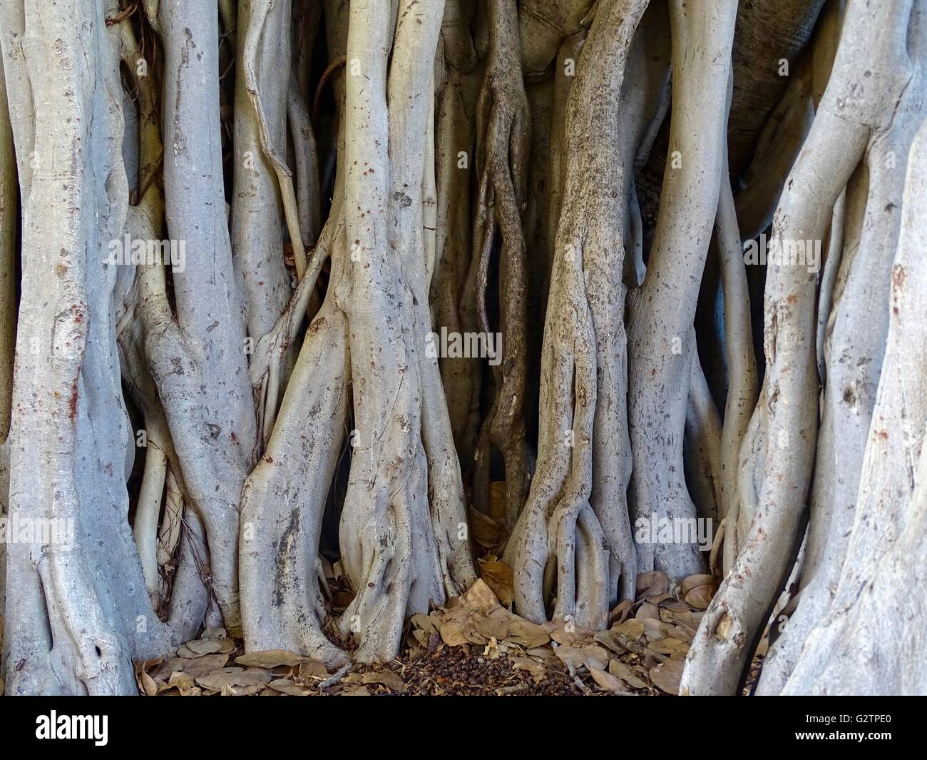 Banyan Tree Trunks Stock Photo - Alamy
