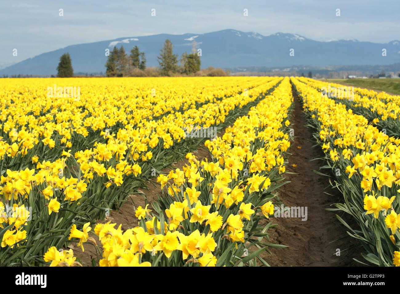 Yellow daffodils field Stock Photo - Alamy