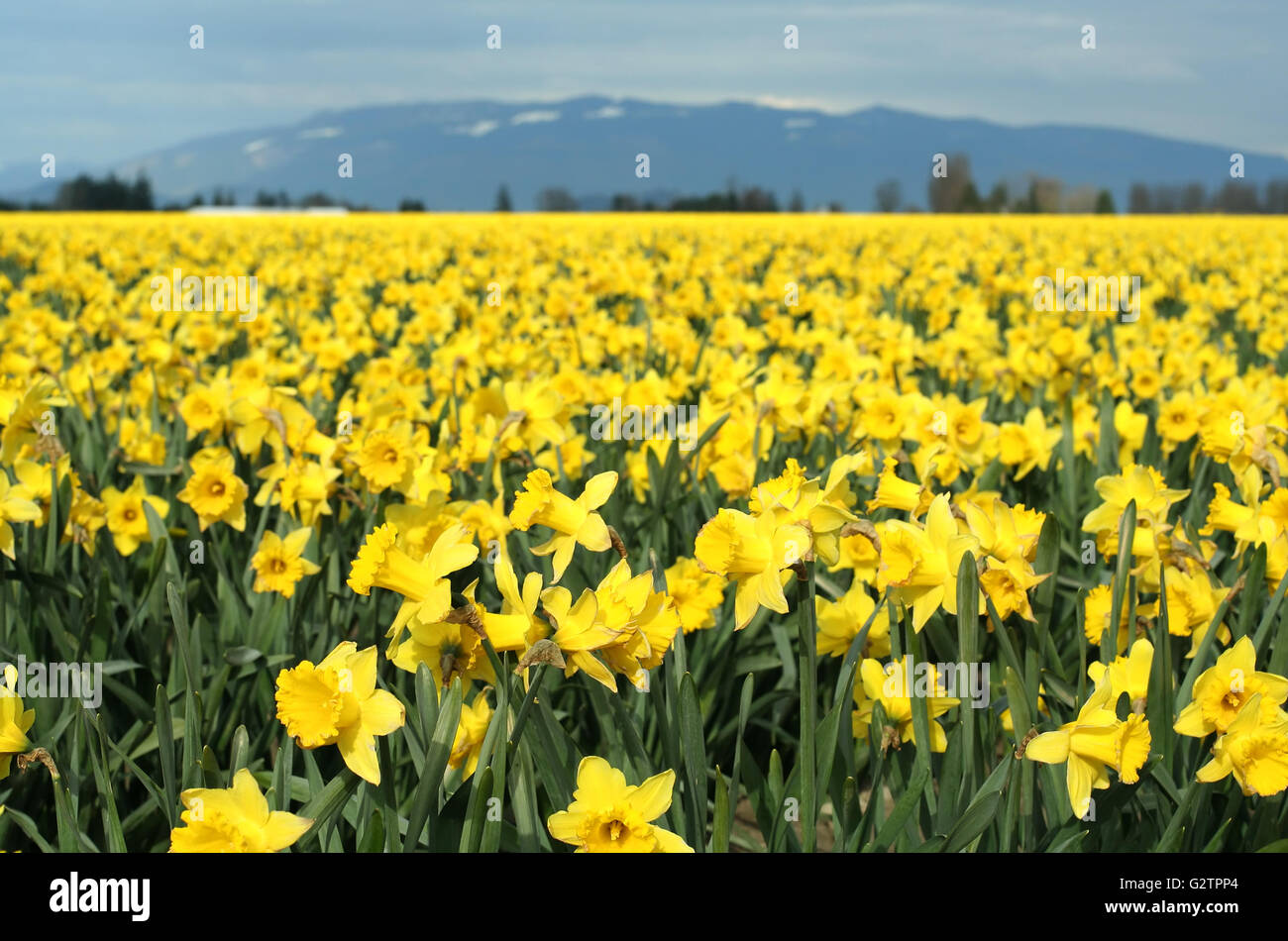 Yellow daffodils field Stock Photo - Alamy