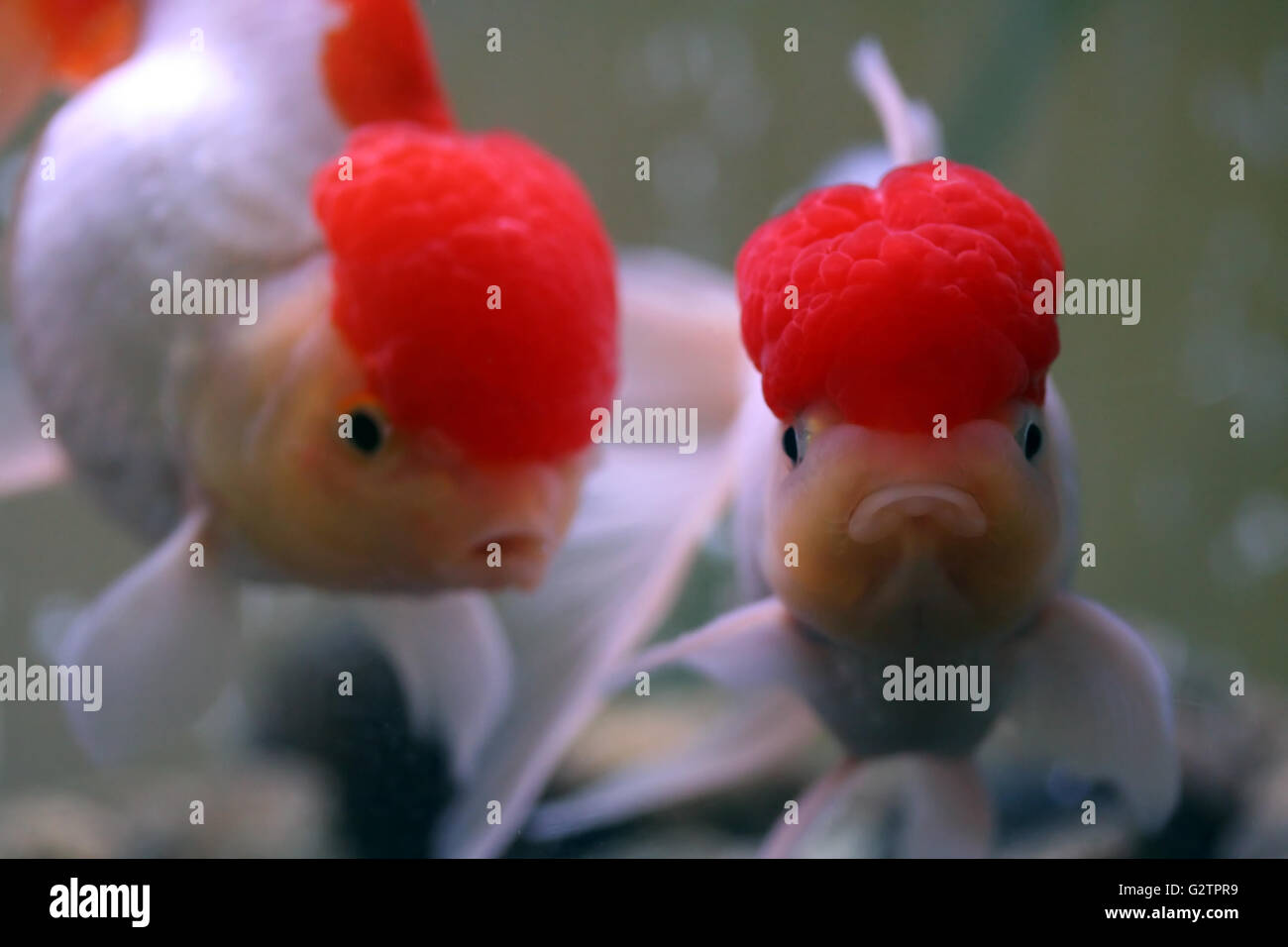 Red cap oranda goldfish Stock Photo - Alamy