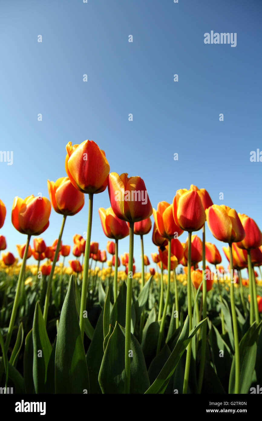 Orange red tulip field Stock Photo - Alamy