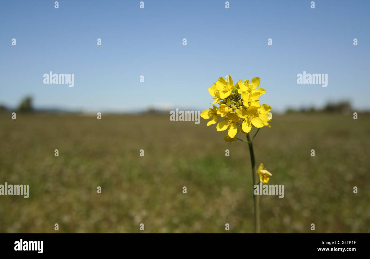 The last field hi-res stock photography and images - Alamy
