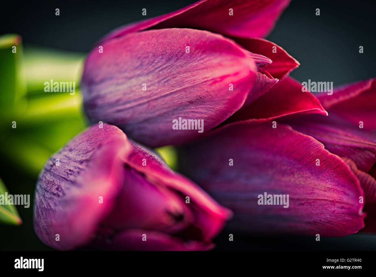 Tulip flower - macro photo Stock Photo - Alamy