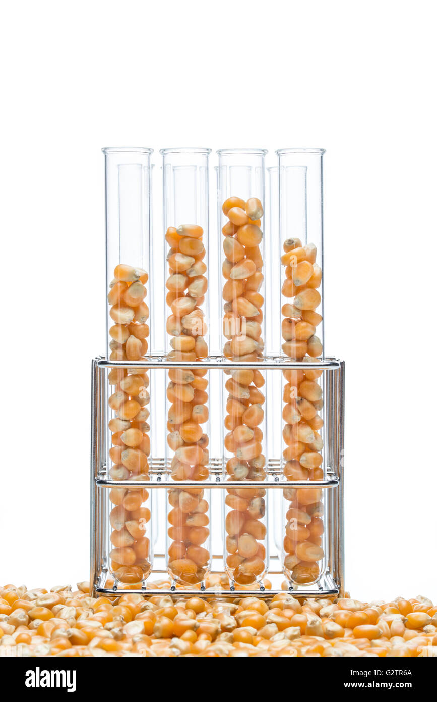 research corn in laboratory, biofuel and gmo Stock Photo - Alamy