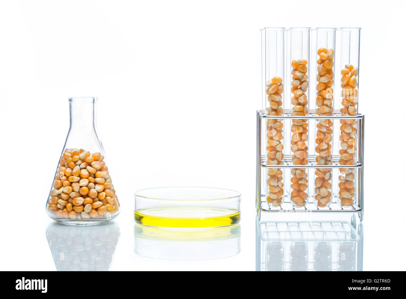 Research corn energy, biofuel and gmo in laboratory, yellow liquid in ...