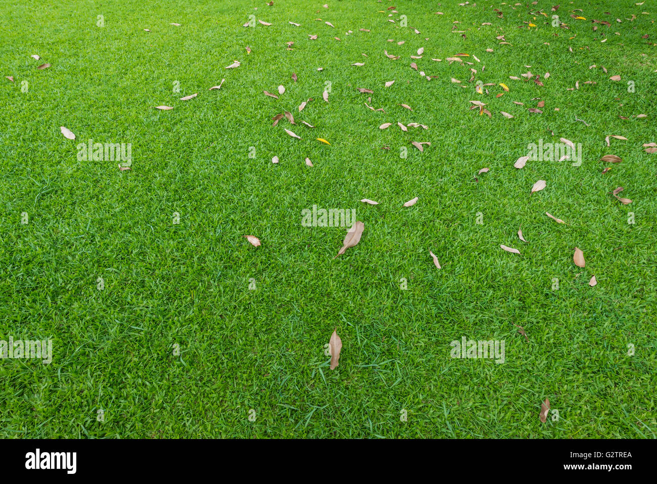 Fall leaves on grass field Stock Photo - Alamy