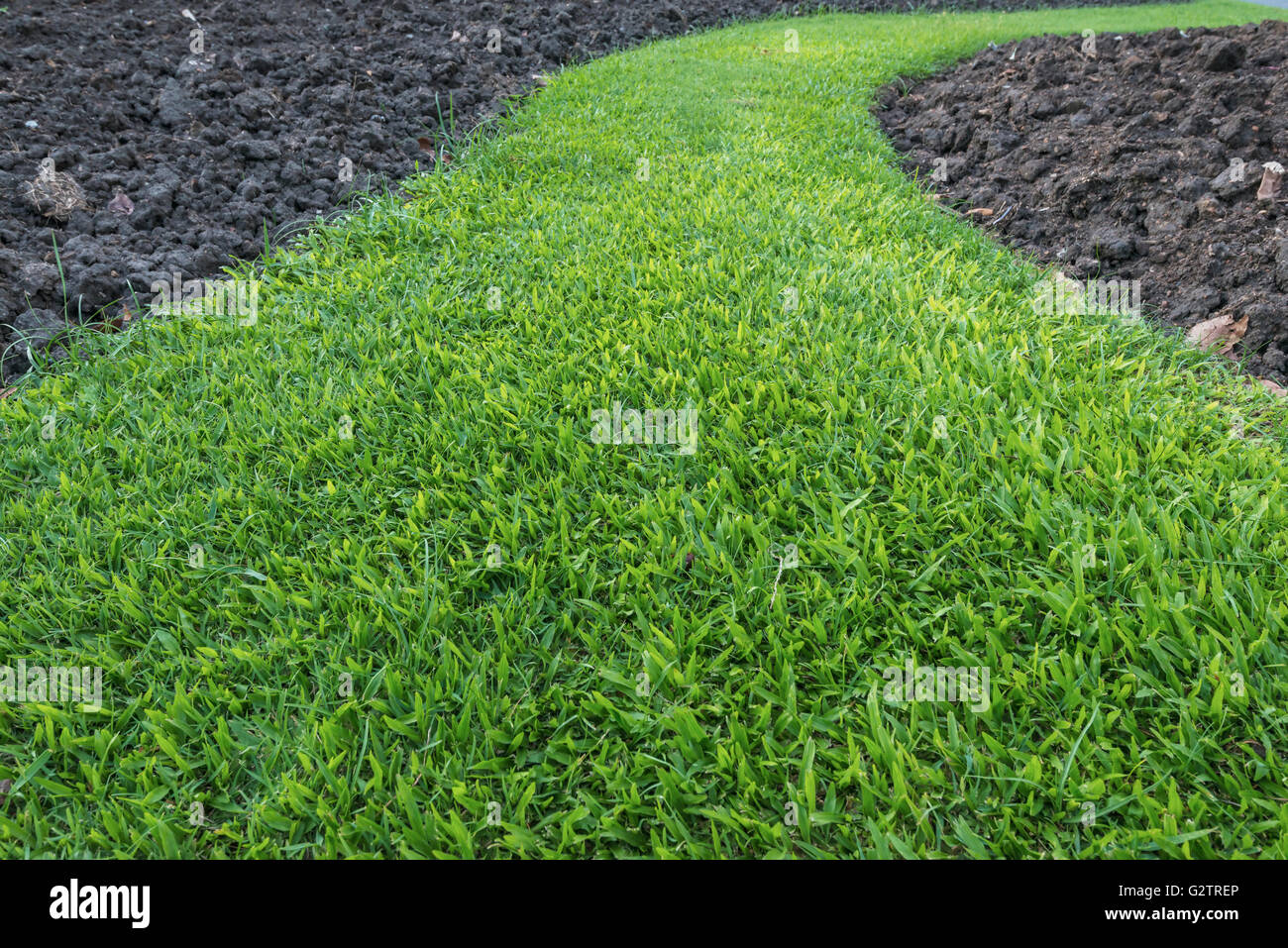 Green grass path with soil background Stock Photo - Alamy