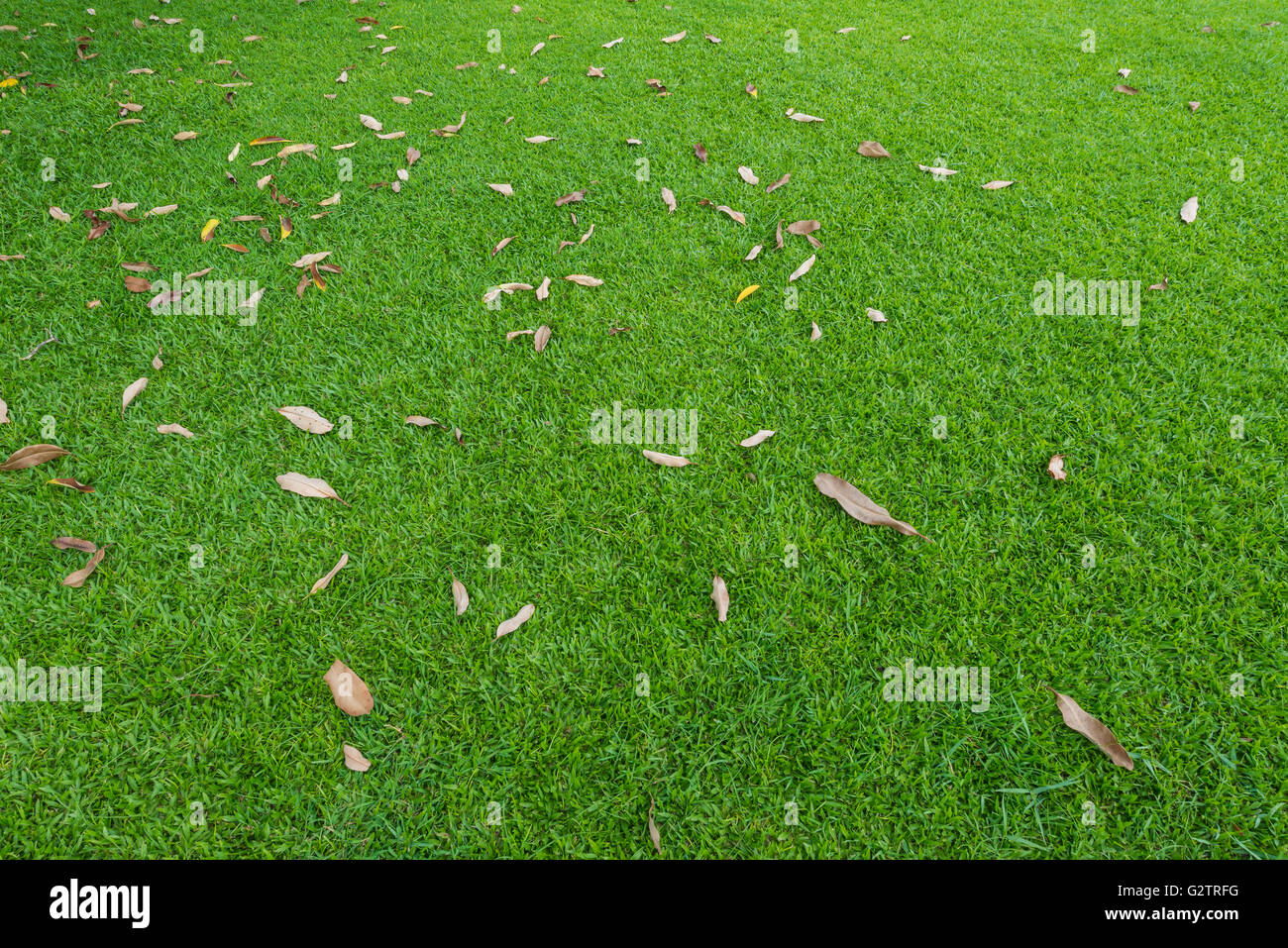 Fall leaves on grass field Stock Photo - Alamy