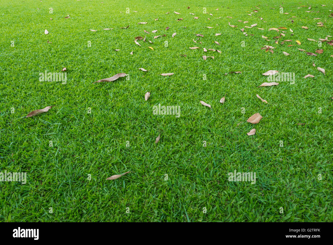 Fall leaves on grass field Stock Photo - Alamy