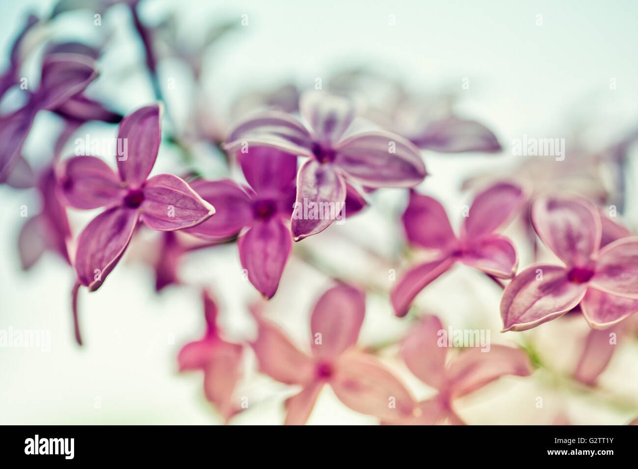 Beautiful vivid Lilac Flowers on Elder Bush in Spring Stock Photo - Alamy