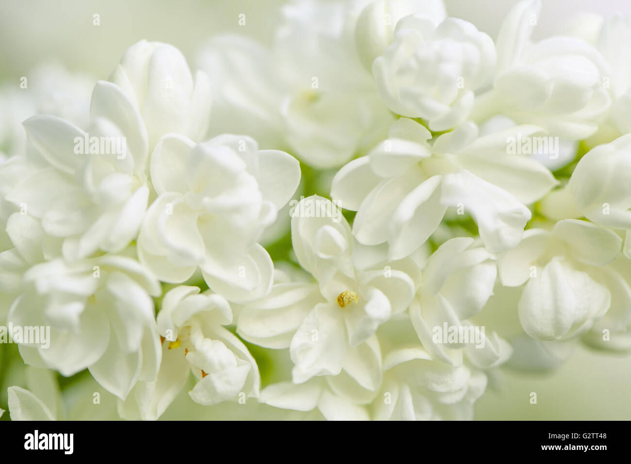Soft white flowers hi-res stock photography and images - Alamy