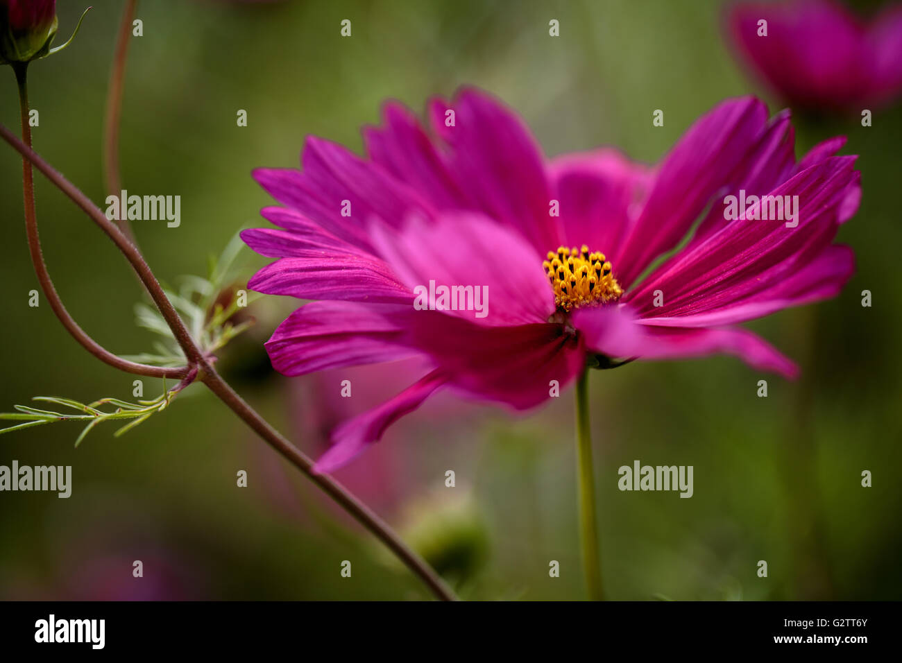 Violet bright hi-res stock photography and images - Alamy