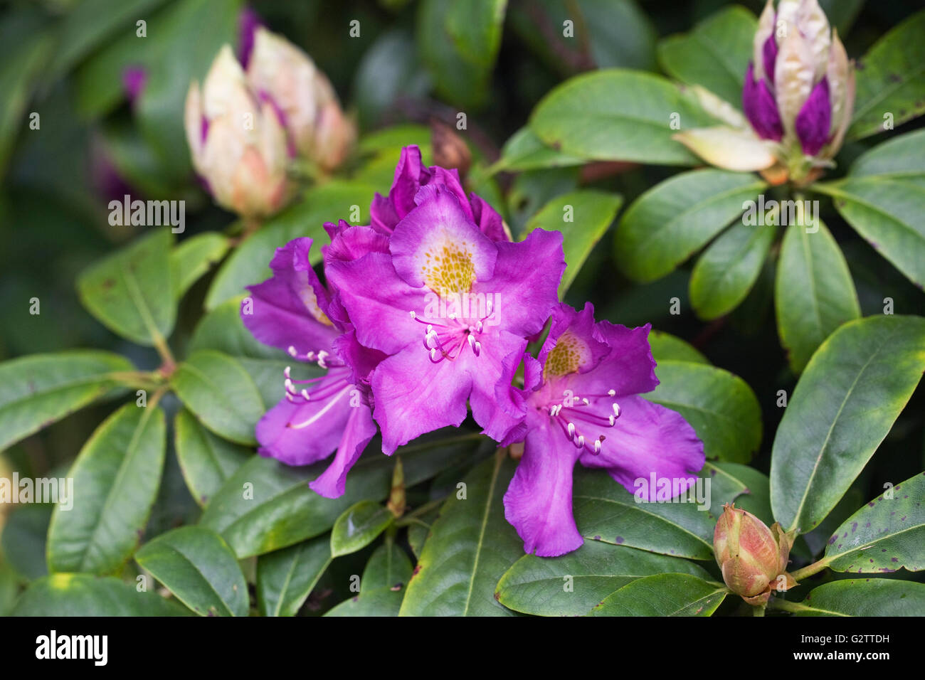 Colourful spring shrub hi-res stock photography and images - Alamy