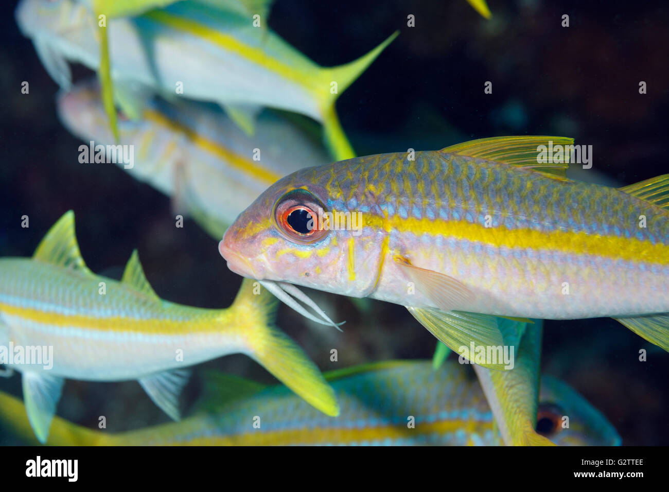 Yellow goatfishes hi-res stock photography and images - Alamy