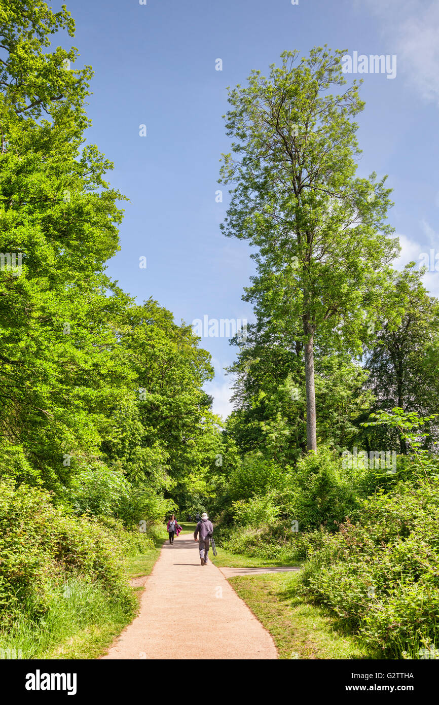 Path in the Forest of Dean, with trees in full, bright, spring, leafy ...