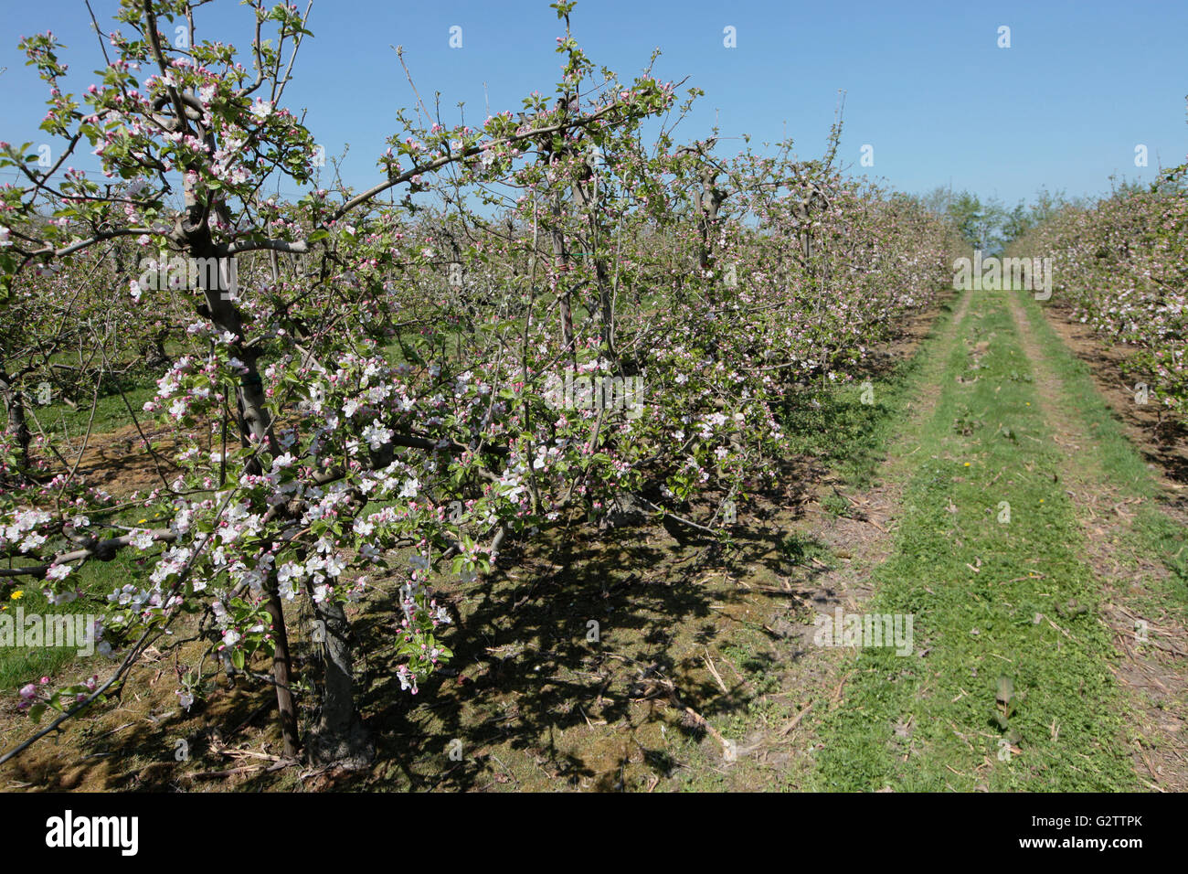 Plants, Trees, Fruit orchard in bloom Stock Photo - Alamy