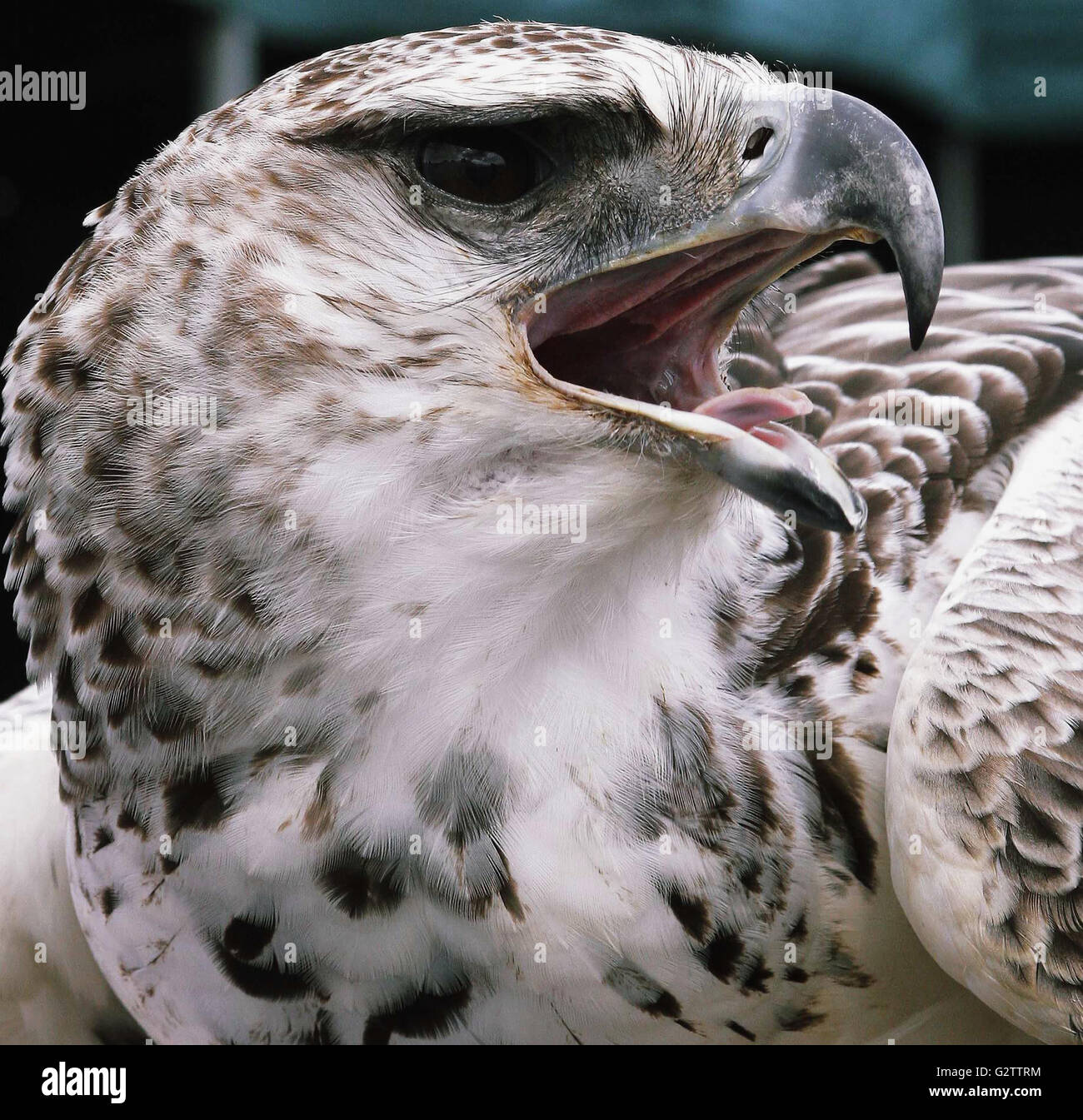 Craft birds hi-res stock photography and images - Alamy