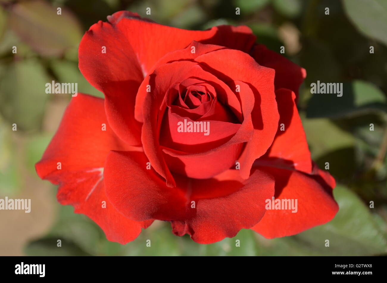 Red Feather Rose Stock Photo - Alamy