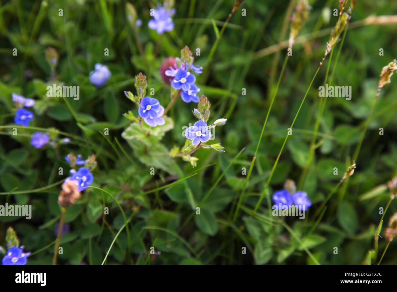 purple flowers in wildlife Stock Photo - Alamy