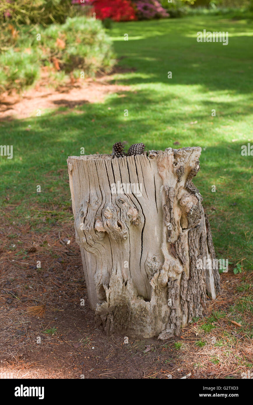 Common lime tree bark hi-res stock photography and images - Alamy