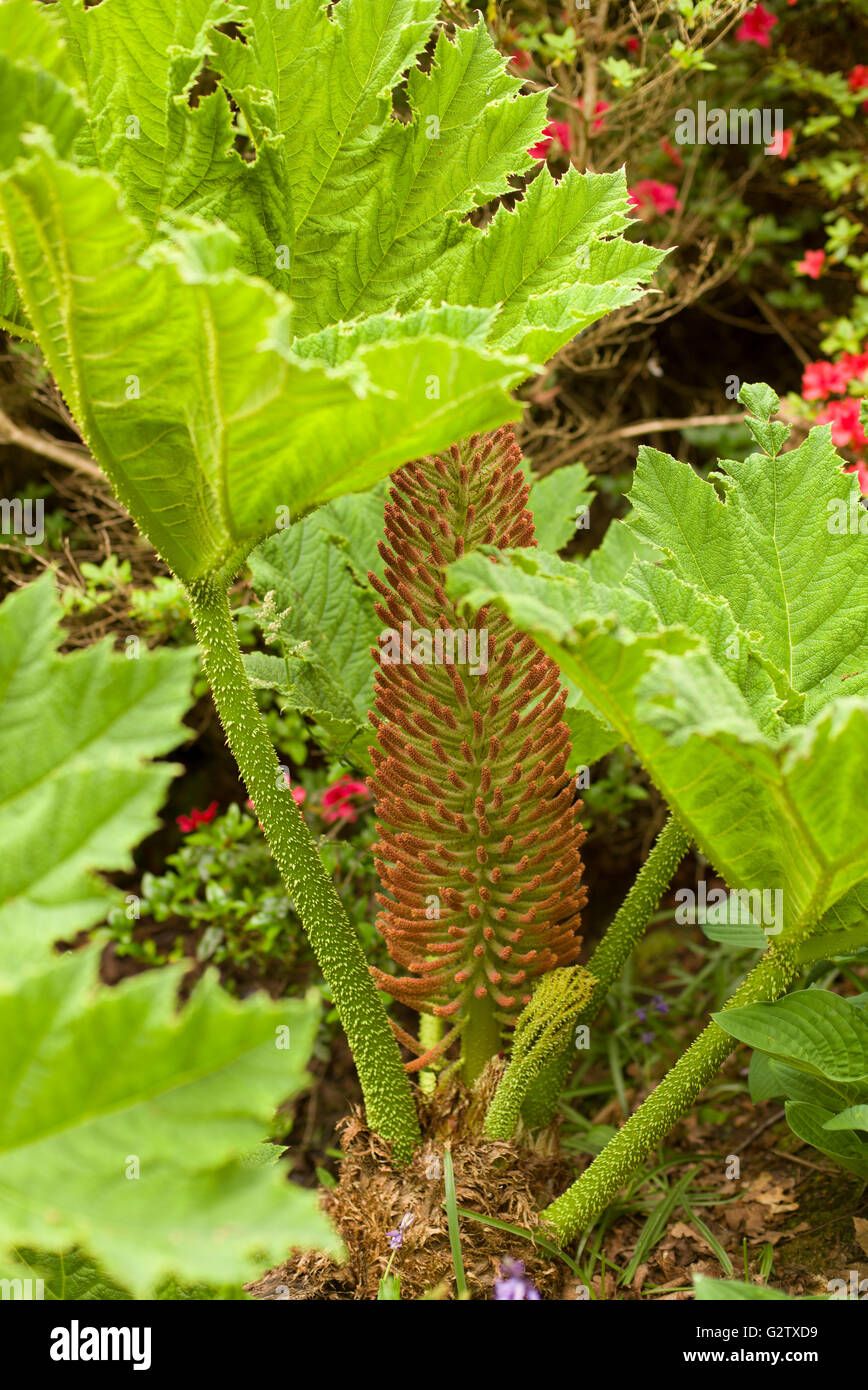 Gunnera manicata woodland hi-res stock photography and images - Alamy