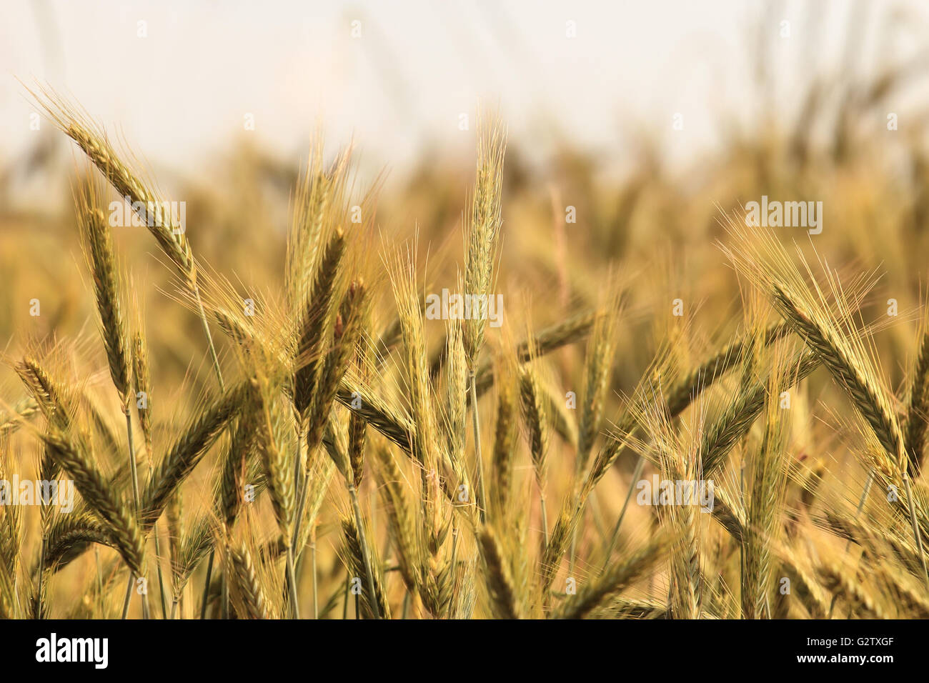 Wheat ears crop at summer time Stock Photo - Alamy