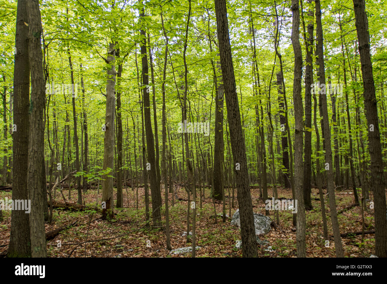 Early Spring Leaves in Young Forest along the Appalachian trail Stock ...