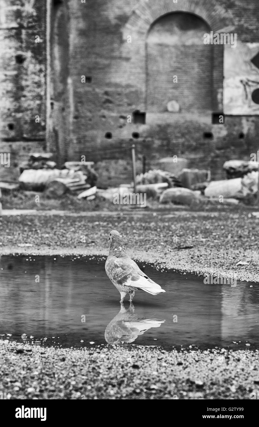 Roman pigeon Black and White Stock Photos & Images - Alamy