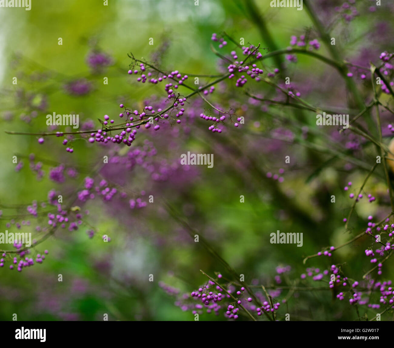 Park shrub hi-res stock photography and images - Alamy